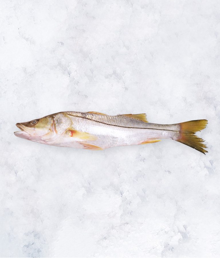 Robalo entero – Gapa Foodservice